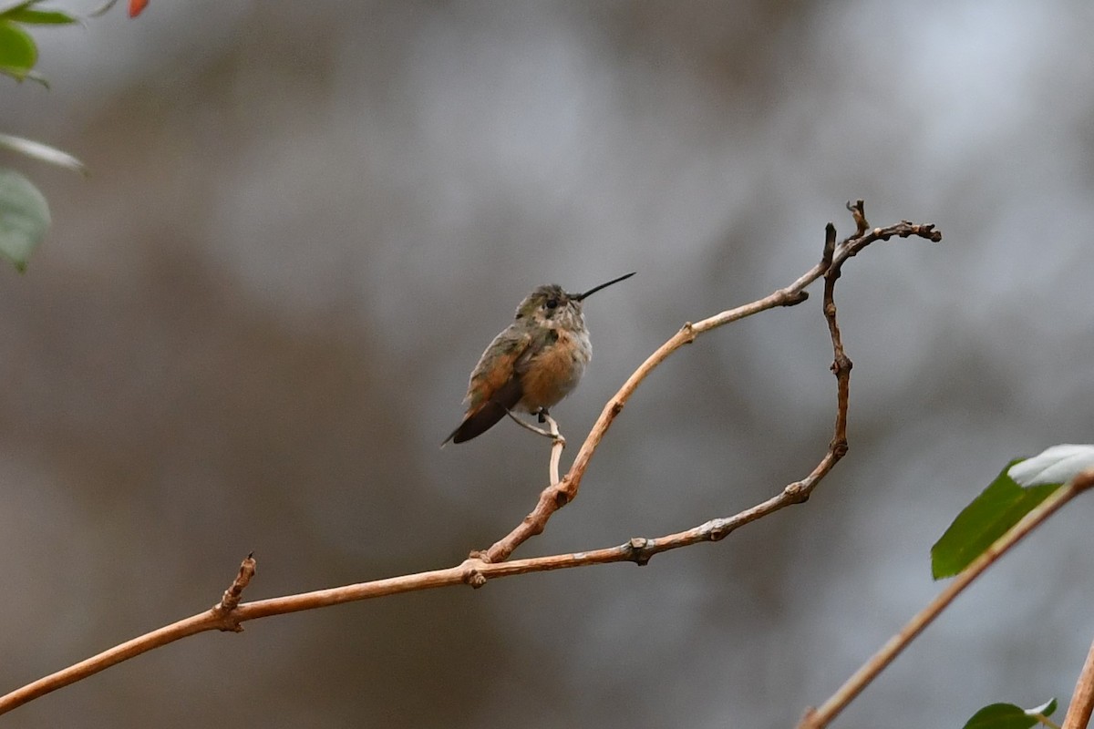 eBird Checklist - 17 Nov 2021 - Newark rare hummingbird site - 19 species