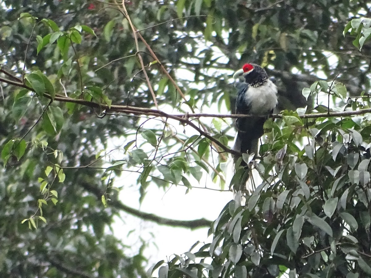 ML390281251 - Red-faced Malkoha - Macaulay Library