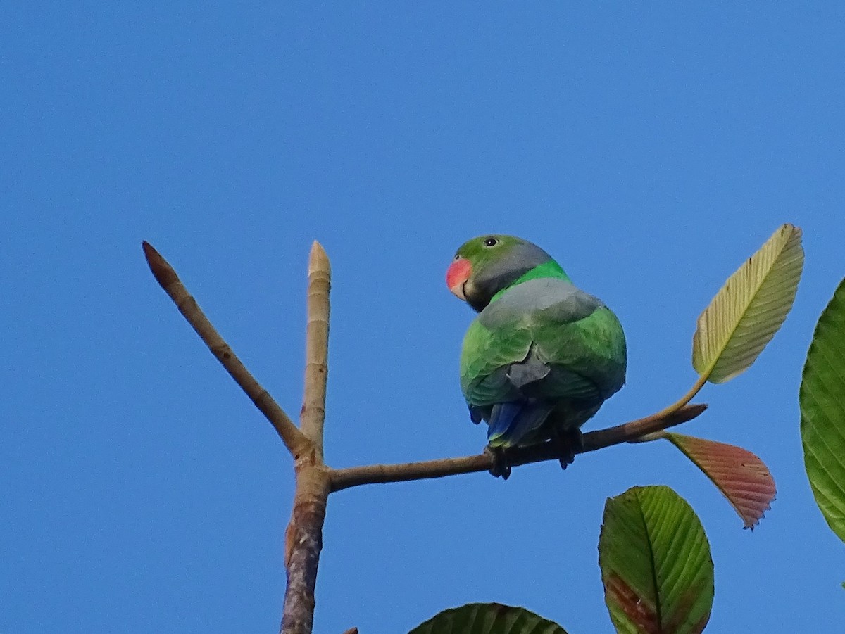 ML390343321 - Layard's Parakeet - Macaulay Library