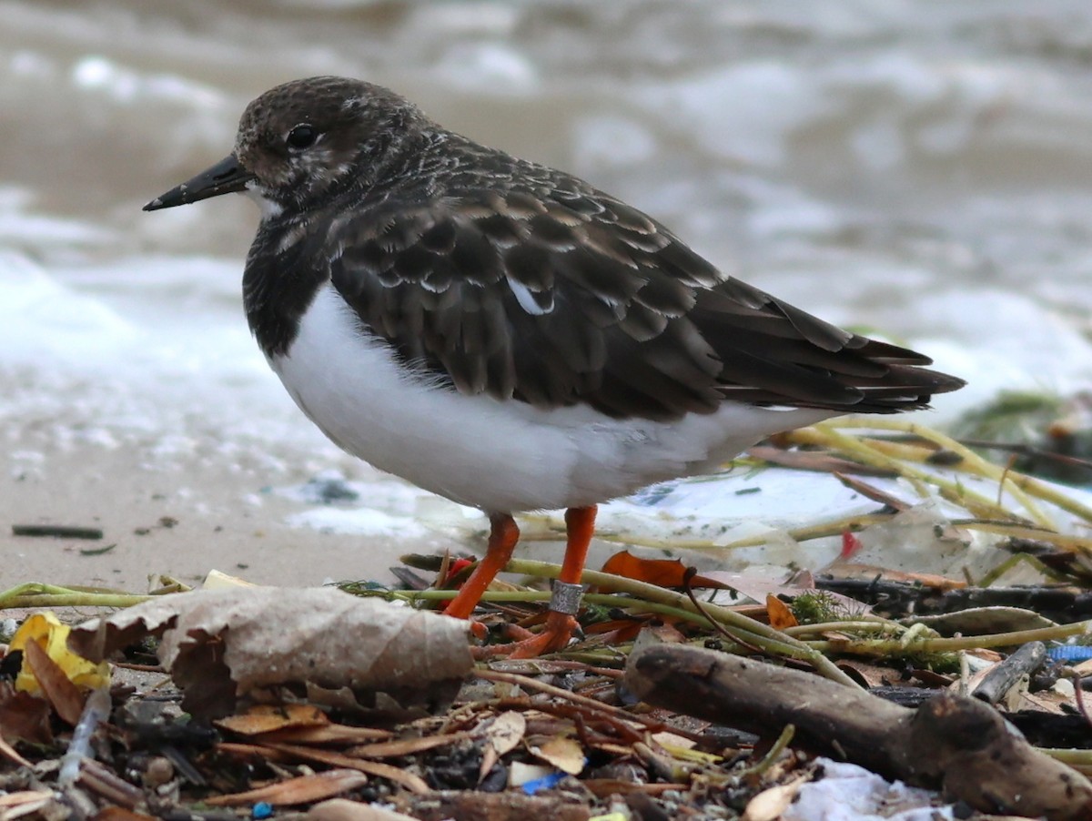 eBird Checklist - 27 Nov 2021 - McKinley Marina and Park - 1 species