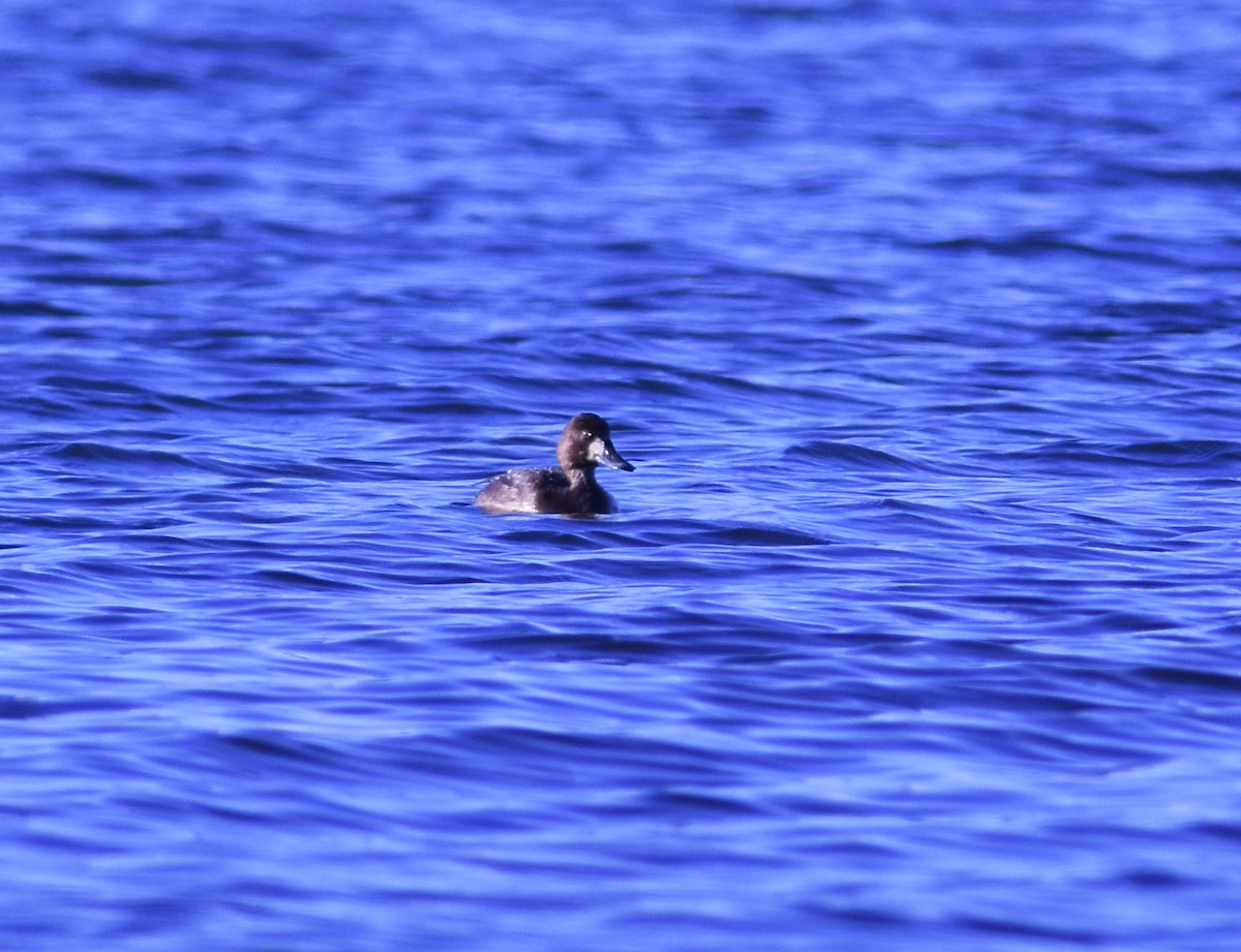 eBird Checklist - 27 Nov 2021 - Paynes Prairie Preserve SP--Lake ...