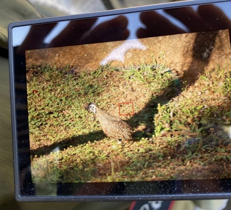 eBird Checklist - 29 Nov 2021 - El Pulté—Acceso Restringido - 56 species