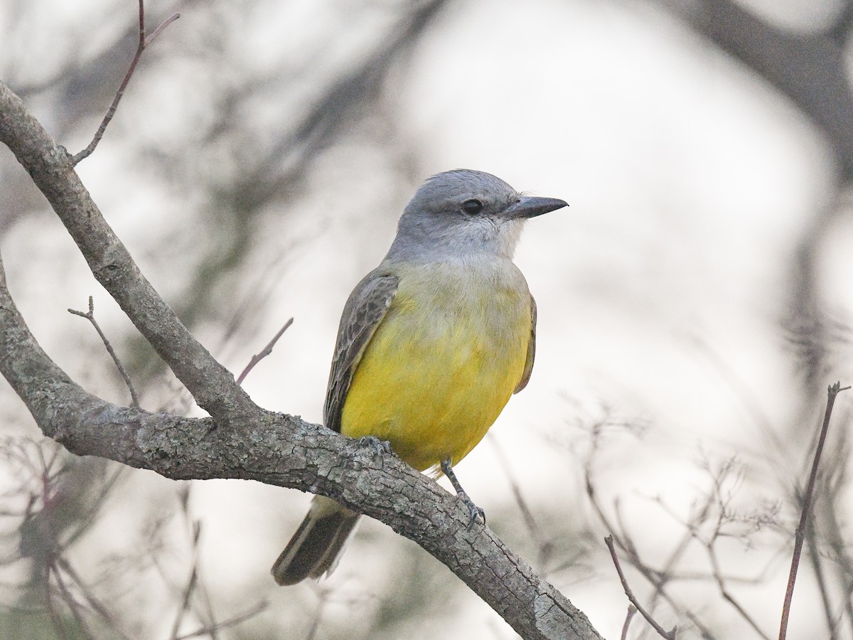 Kingbird