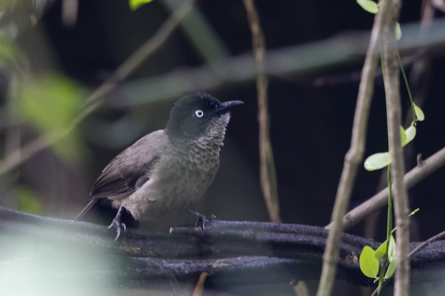 Blackcap Babbler (Dusky-throated) - eBird