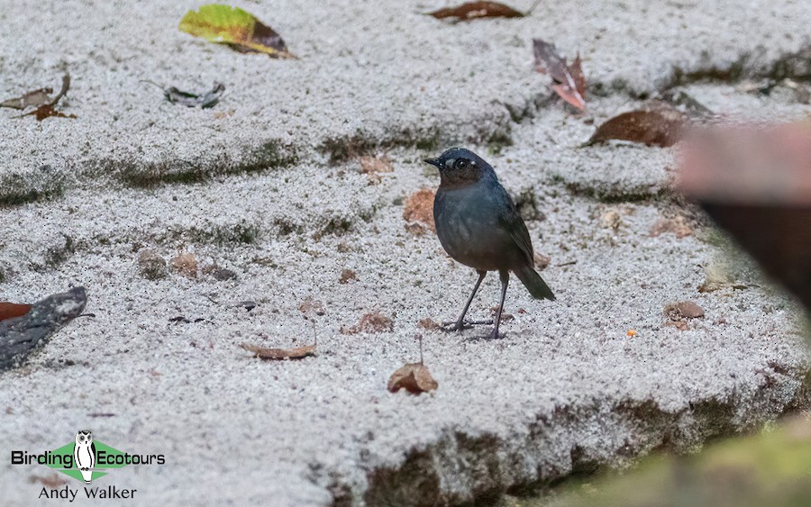 Great Shortwing (Great) - eBird