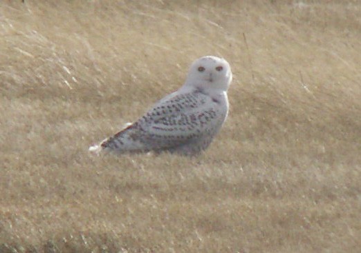 eBird Checklist - 25 Dec 2005 - Benton Lake NWR - 1 species