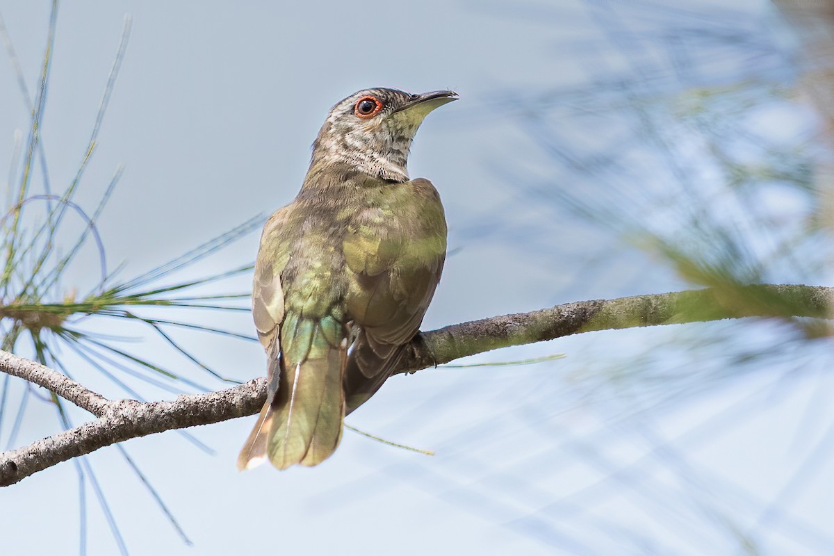 eBird Checklist - 26 Nov 2021 - Olango Island Wildlife Sanctuary, Lapu ...
