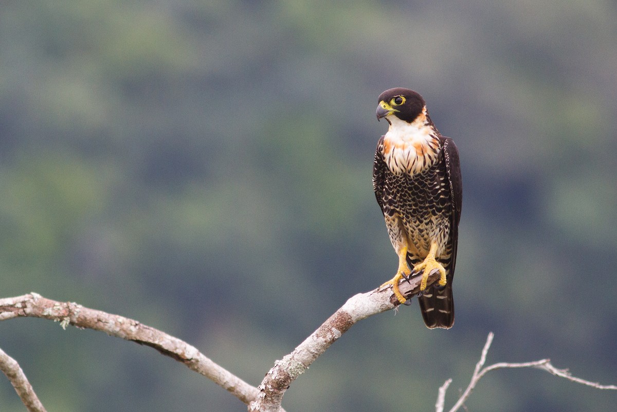 ML392473901 - Orange-breasted Falcon - Macaulay Library