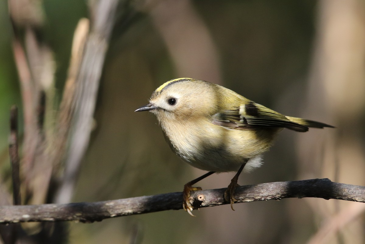 eBird Checklist - 26 Sep 2021 - Hel--Cypel - 43 species