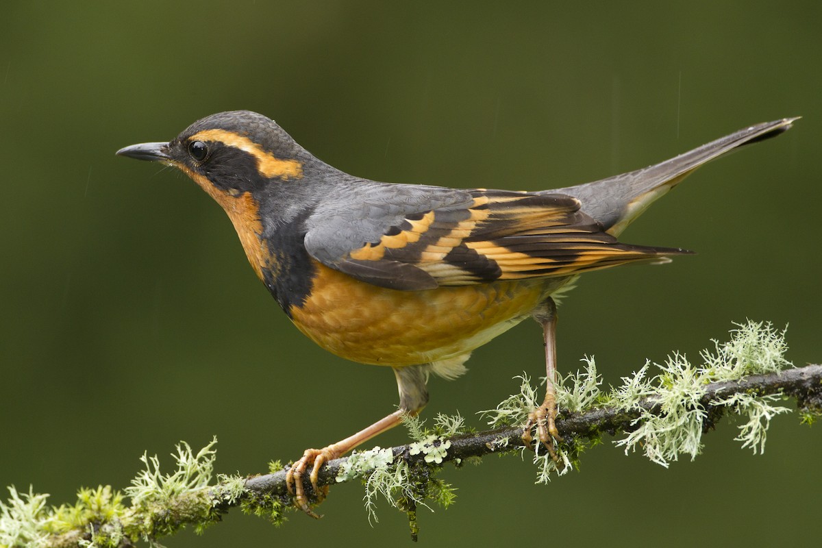 ML39297021 - Varied Thrush - Macaulay Library