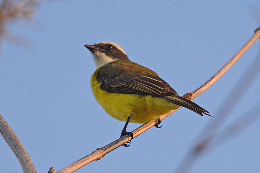 ML393022341 - Social Flycatcher - Macaulay Library