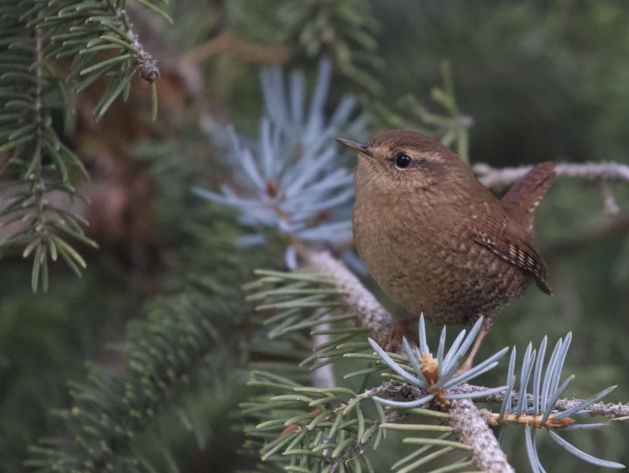Pacific/Winter Wren - eBird