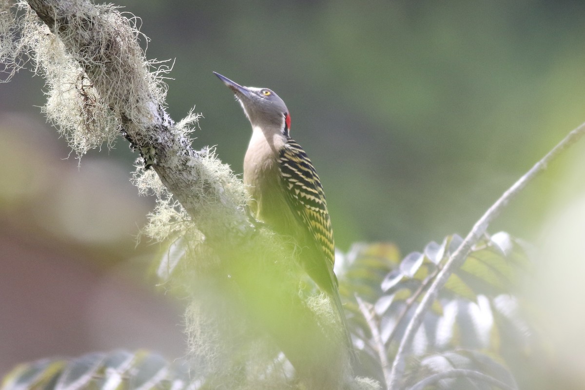 eBird Checklist - 3 Dec 2021 - Bird Party Corners - 25 species