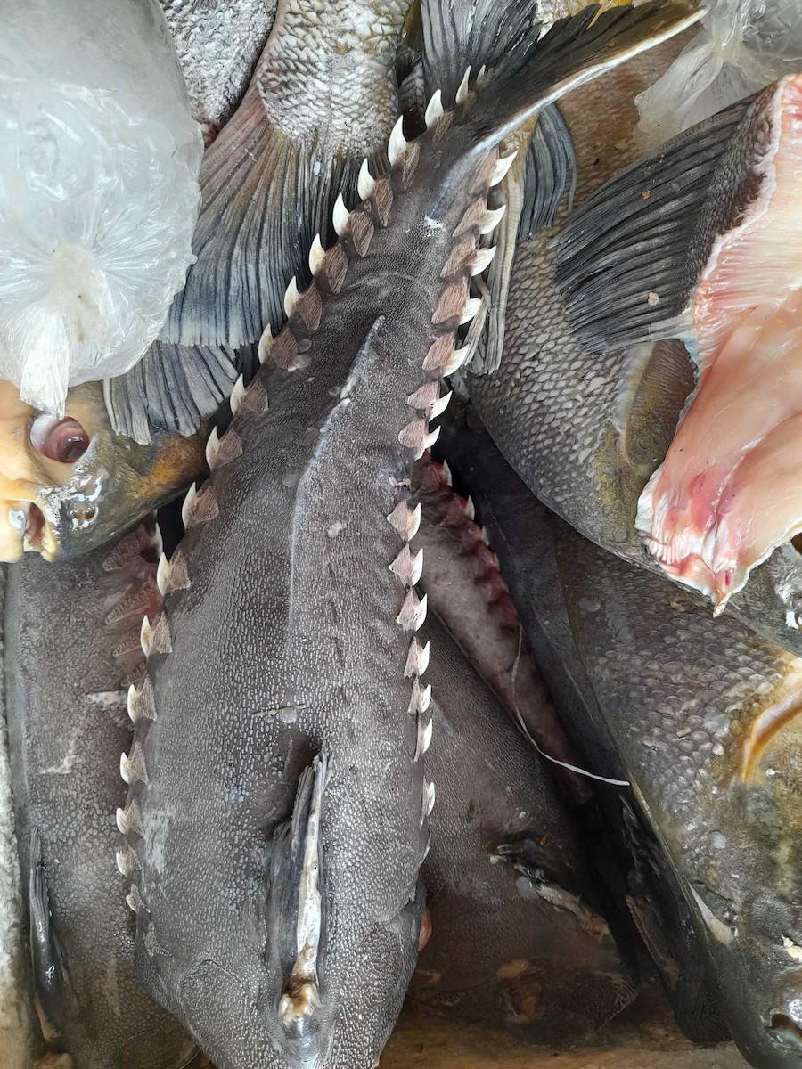 ML393396511 - Fish sp. - Macaulay Library