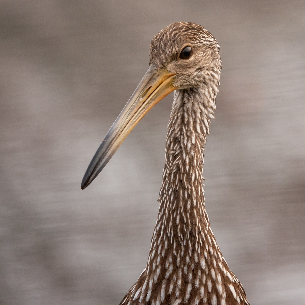ML393633071 - Limpkin - Macaulay Library