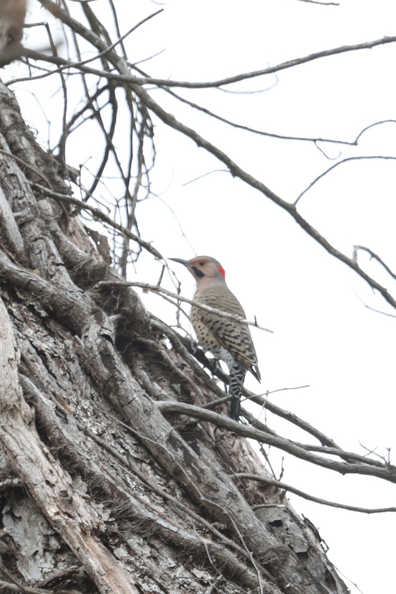 eBird Checklist - 7 Dec 2021 - Red River NWR--Headquarters Unit - 40 ...