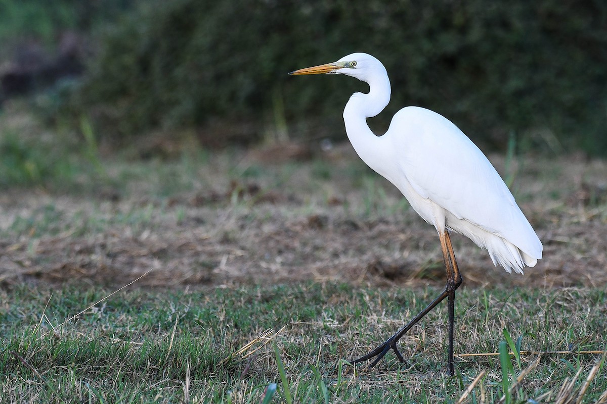 Great Egret (alba) - Ardea alba alba - Media Search - Macaulay Library and eBird