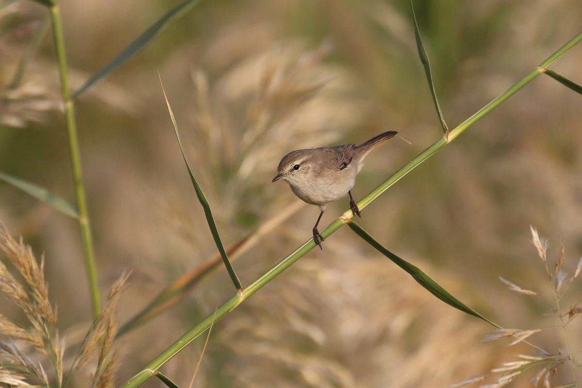 ML394592601 - Plain Leaf Warbler - Macaulay Library