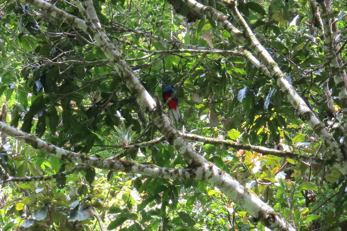 eBird Checklist - 11 Mar 2015 - Sendero Los Quetzales (Boquete) - 4 species