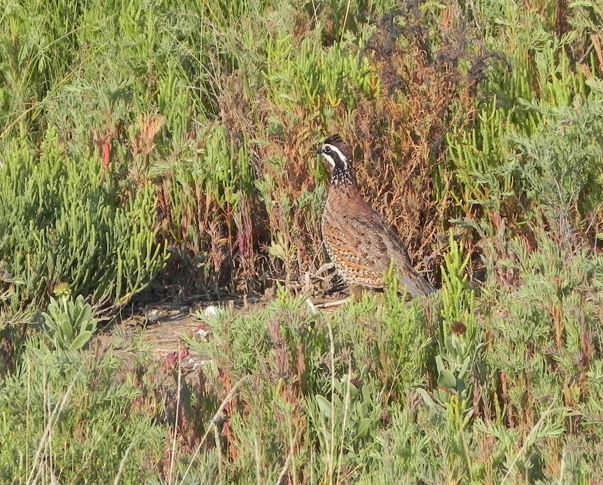 eBird Checklist - 23 Jun 2012 - Brazoria NWR (UTC 108) - 58 species
