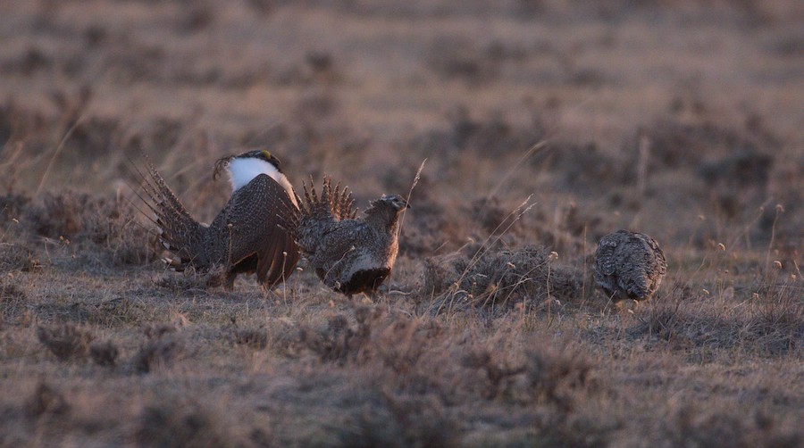 Greater Sage-Grouse x Sharp-tailed Grouse (hybrid) - eBird