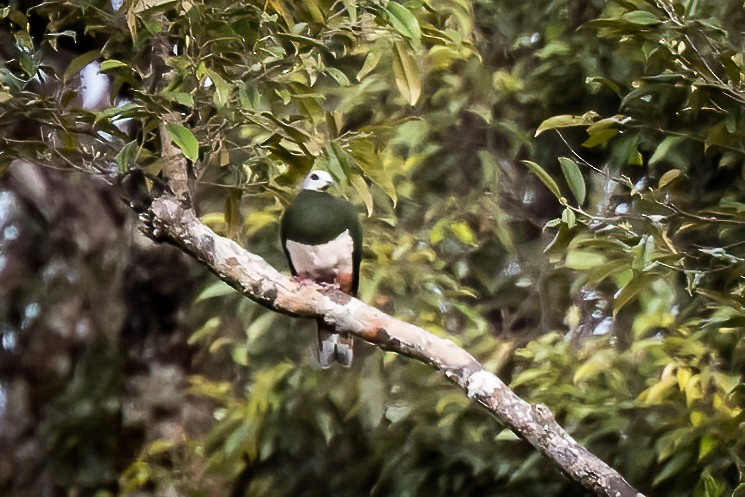 ML396045461 - Pink-bellied Imperial-Pigeon - Macaulay Library