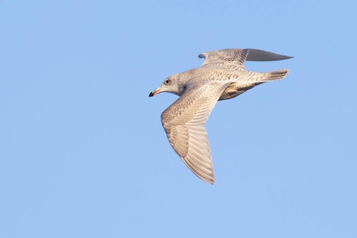 ML396136951 - American Herring x Glaucous Gull (hybrid) - Macaulay Library