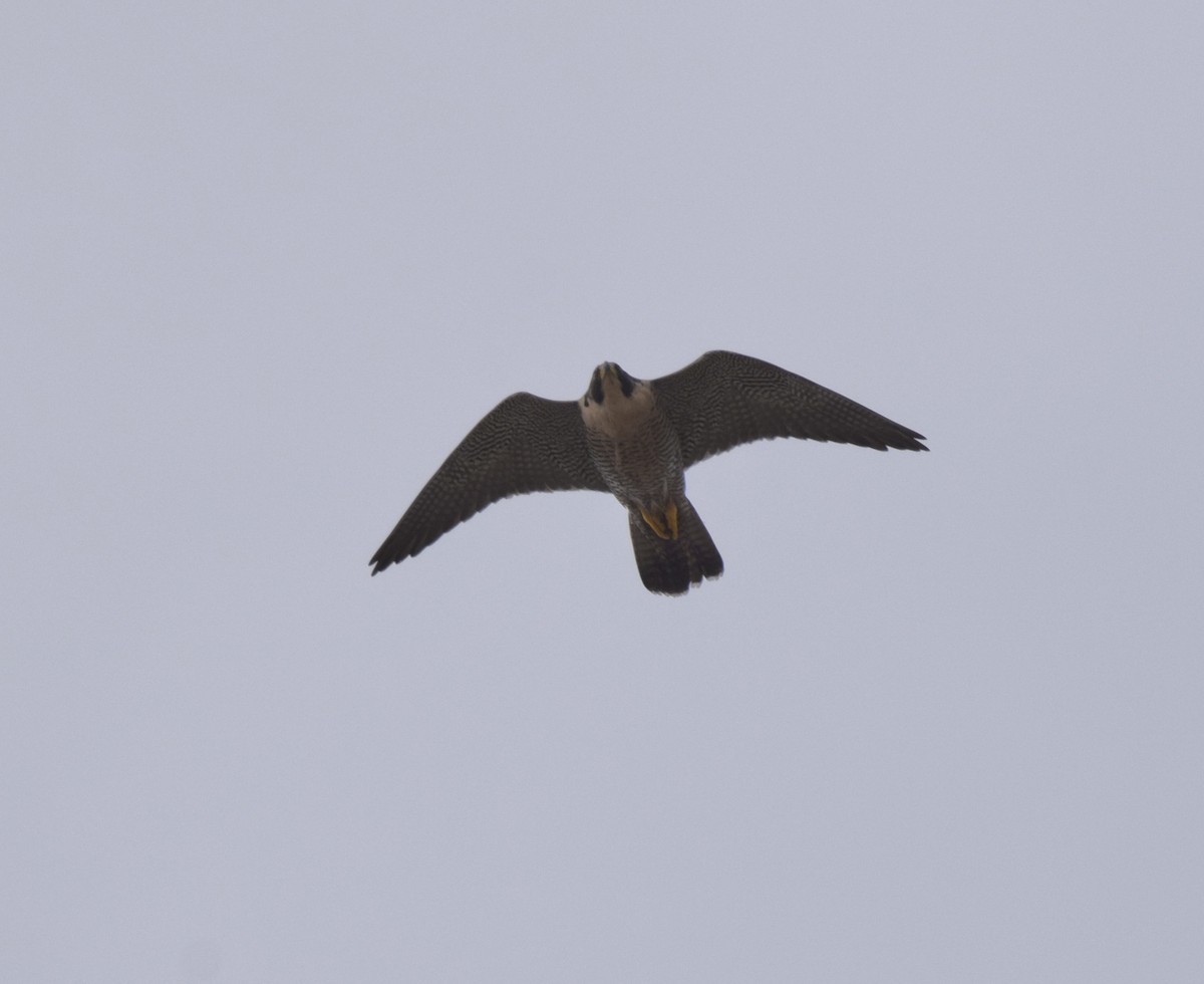 eBird Checklist - 15 Dec 2021 - Lewisville Lake Environmental Learning ...