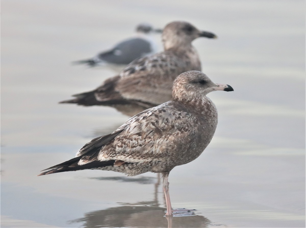 ML396522871 - California Gull - Macaulay Library