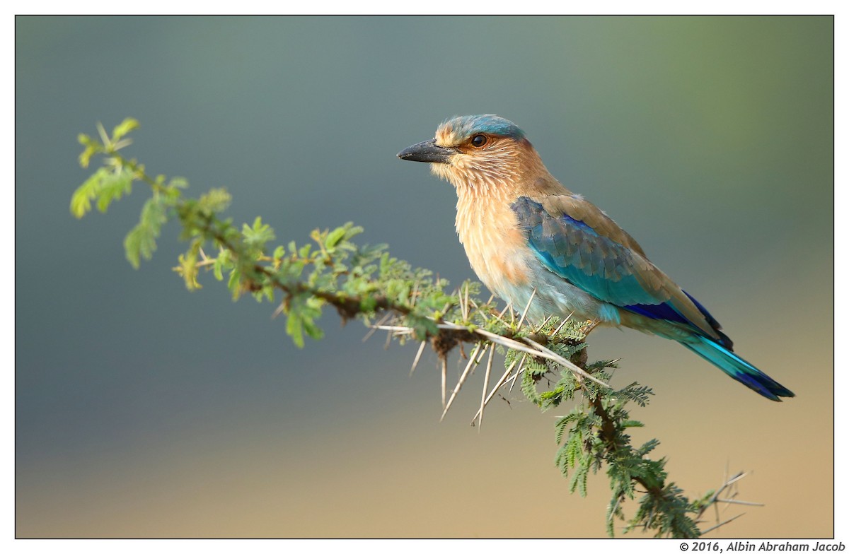 ML39660371 - Indian Roller - Macaulay Library