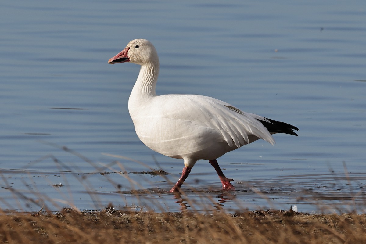 ML396824611 - Snow Goose - Macaulay Library