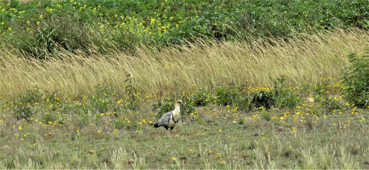 ML396879551 - Andean Ibis - Macaulay Library