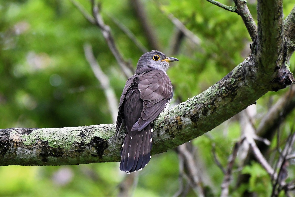 ML397084401 - Indian Cuckoo - Macaulay Library