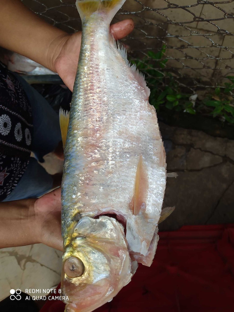 ML397127051 - Fish sp. - Macaulay Library