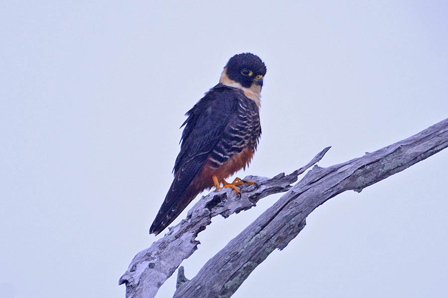 ML397691561 - Bat Falcon - Macaulay Library