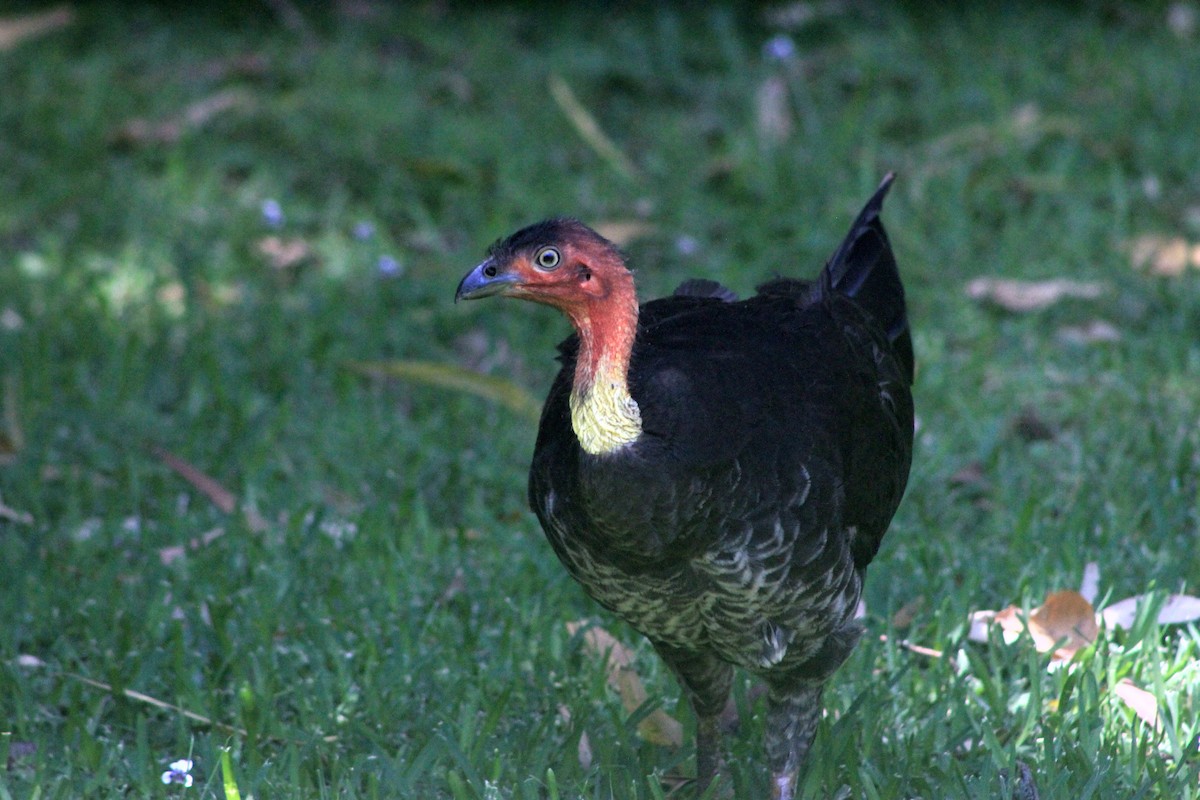 eBird Checklist - 21 Dec 2021 - Austinmer - 1 species