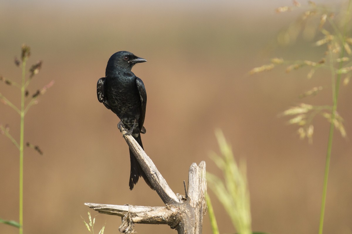 ML397711591 - Black Drongo - Macaulay Library