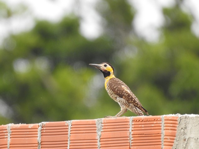 Pando, Bolivia - eBird