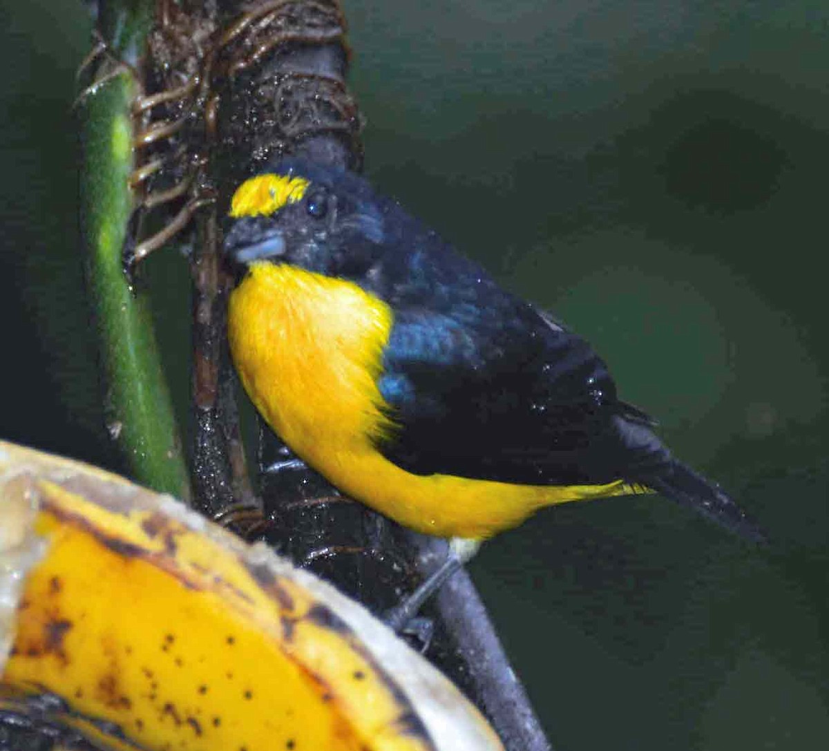 eBird Checklist - 10 Apr 2014 - Arenal, Costa Rica - 28 species (+3 ...