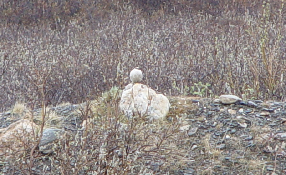 eBird Checklist - 11 Jun 2008 - Kougarok Rd. (please use a more ...