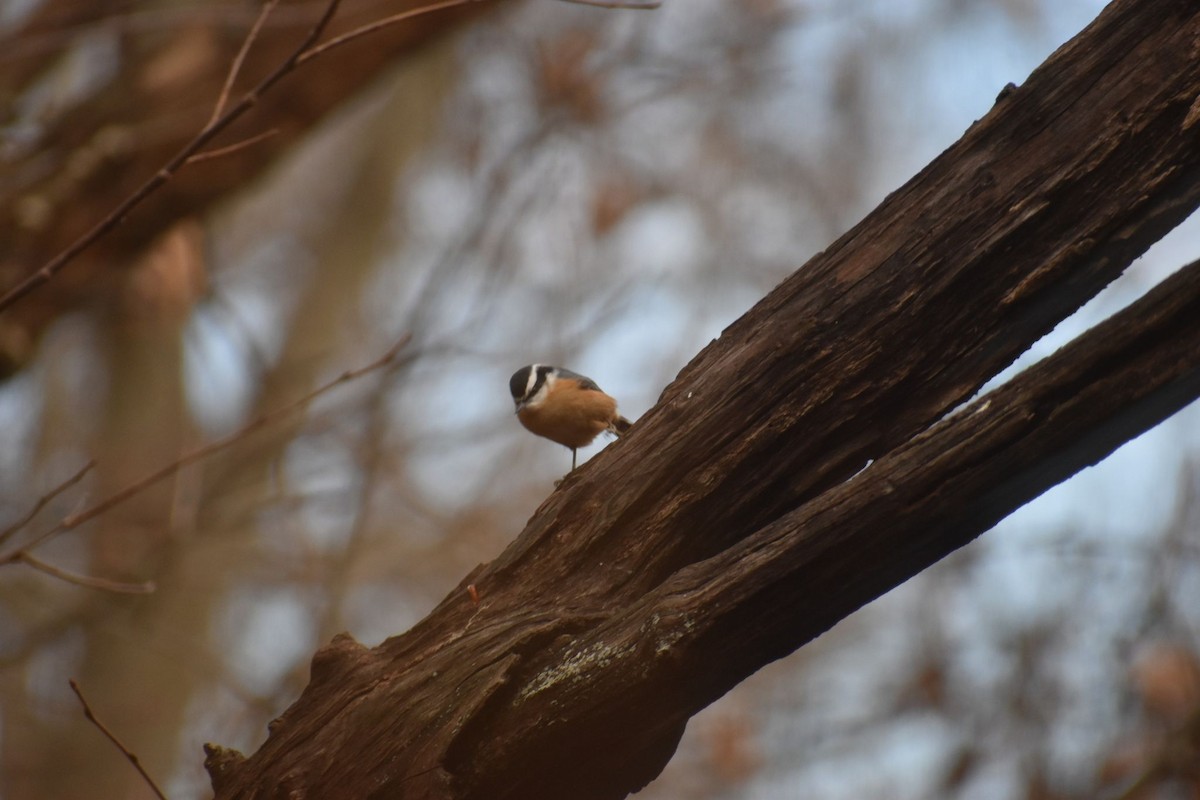 eBird Checklist - 22 Dec 2021 - Rock Springs Conservation Area, Decatur ...