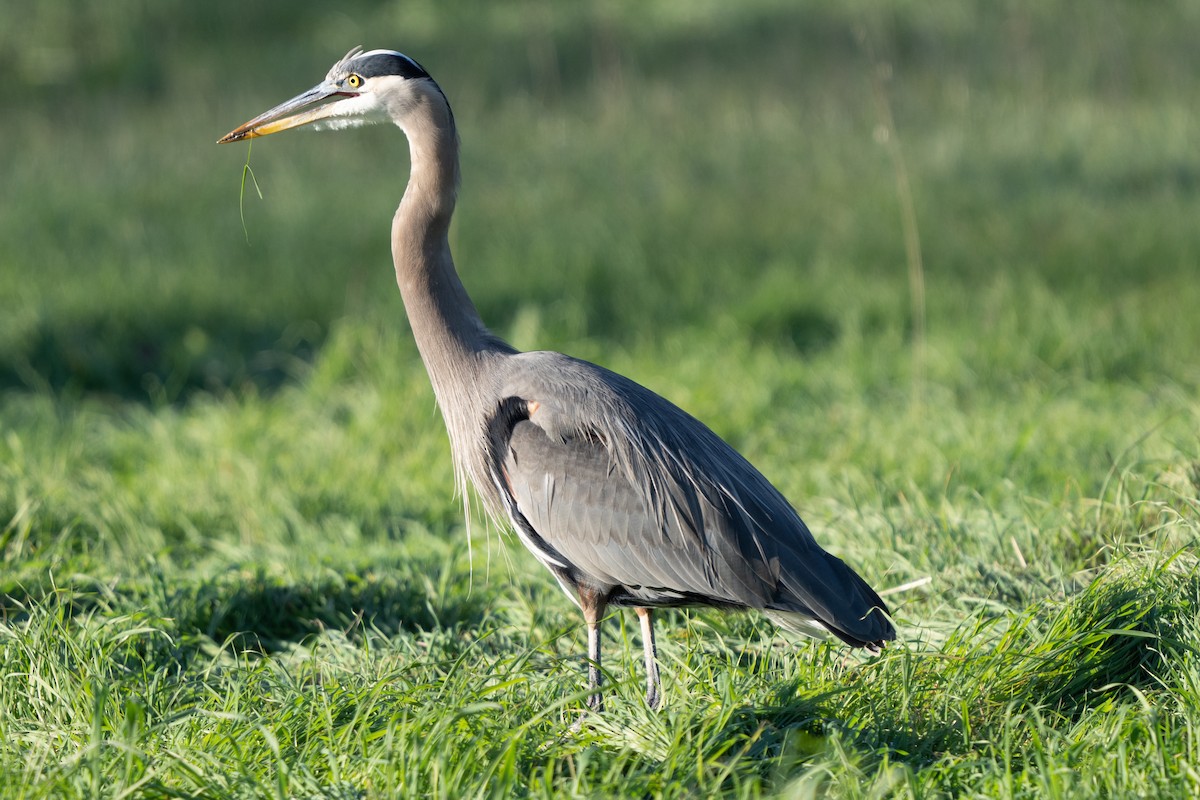 eBird Checklist - 14 Dec 2021 - Marilyn Murphy Kane Trail - 15 species