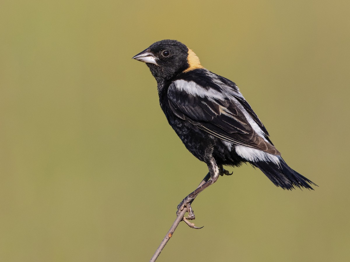 Bobolink - Dolichonyx oryzivorus - Birds of the World