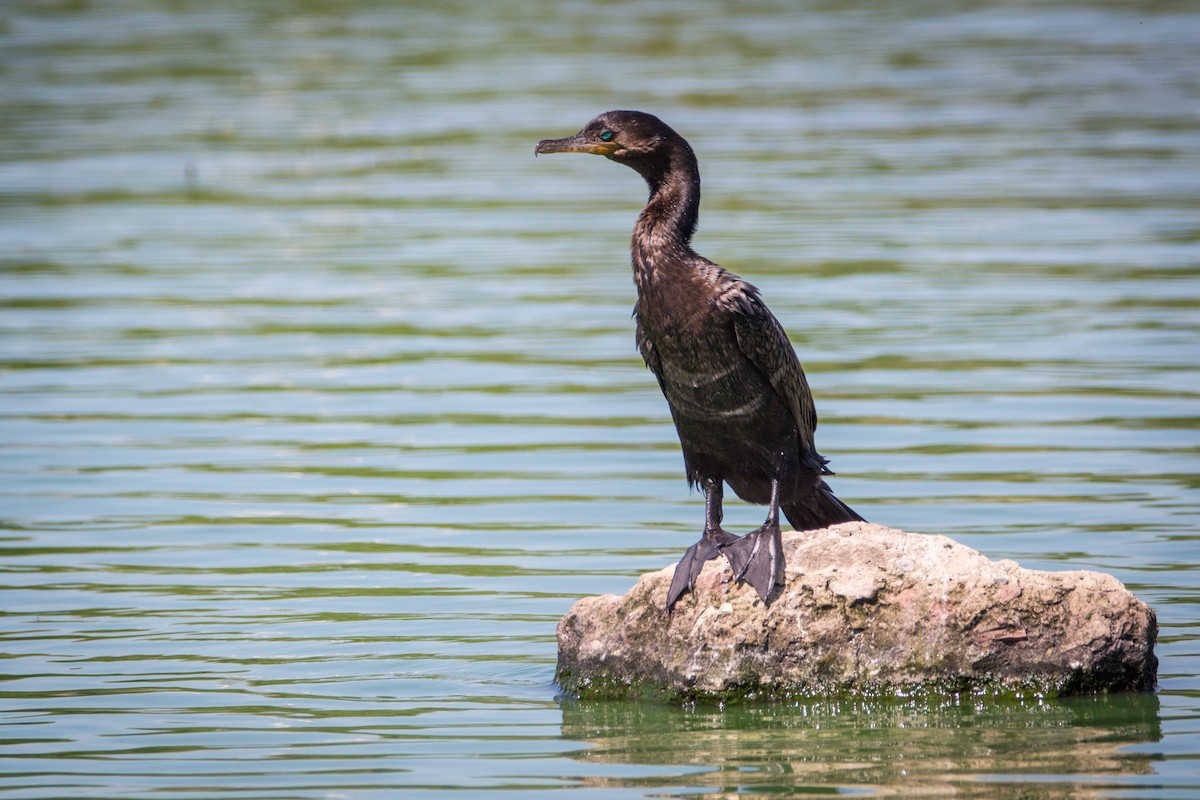 ML398488511 - Neotropic Cormorant - Macaulay Library