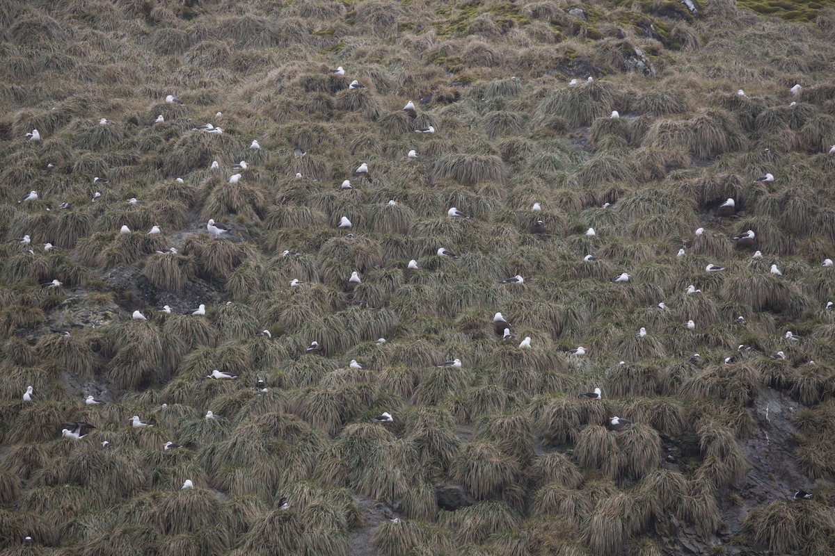 ML39867331 - Black-browed Albatross - Macaulay Library