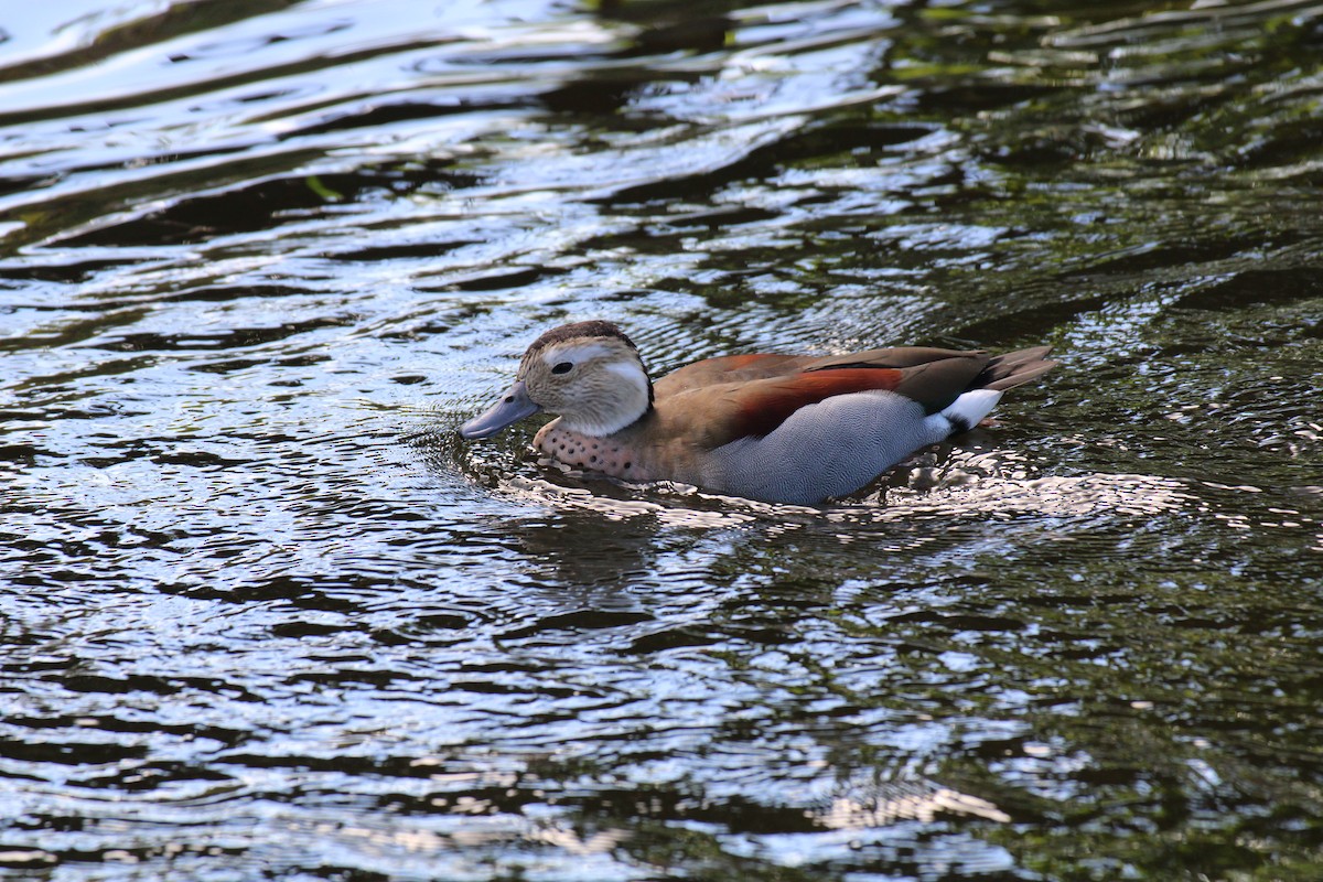 eBird Checklist - 22 Dec 2021 - Tamarac Exotic Duck Pond (please do not ...
