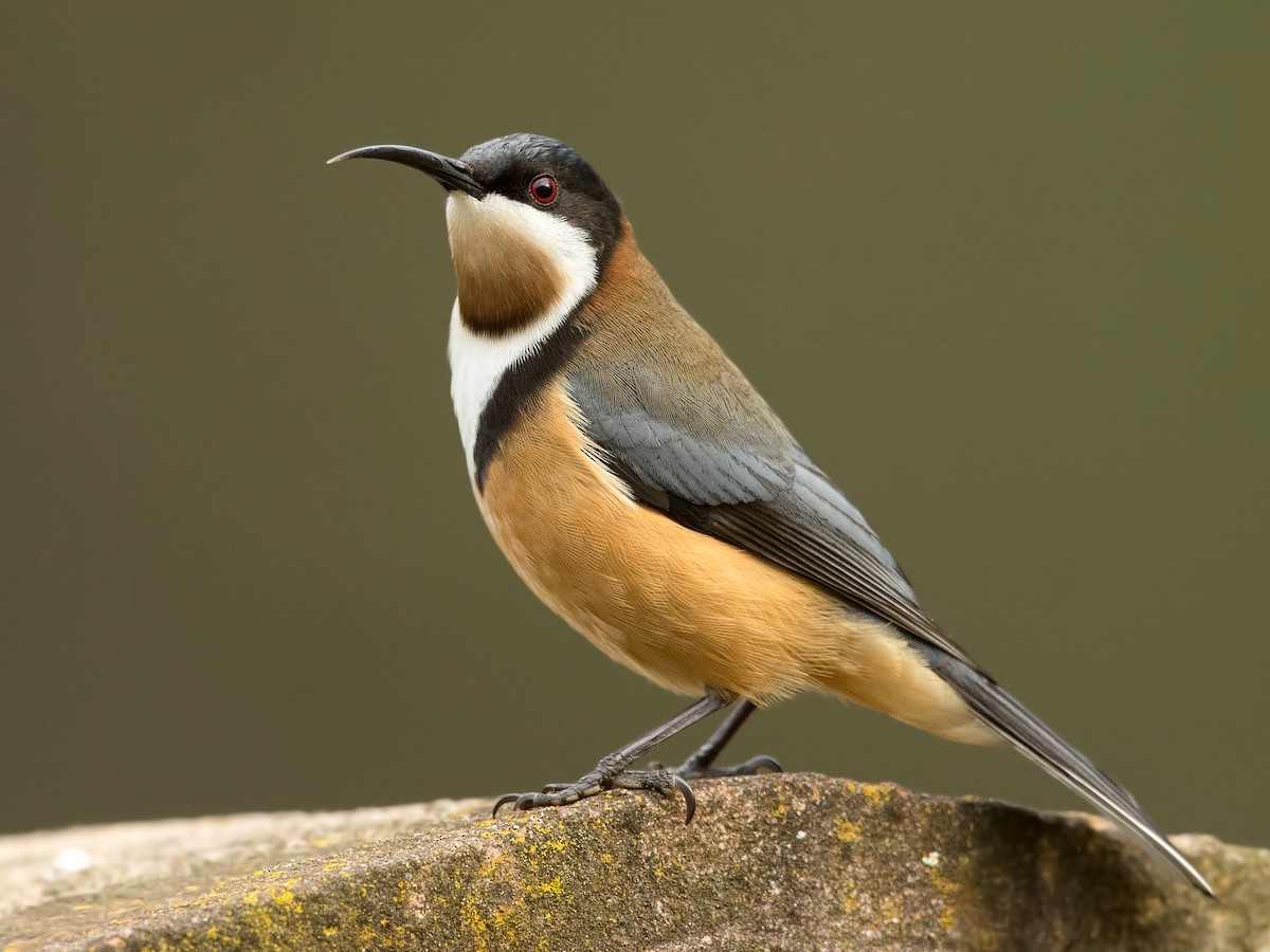 Eastern Spinebill - Acanthorhynchus tenuirostris - Birds of the World