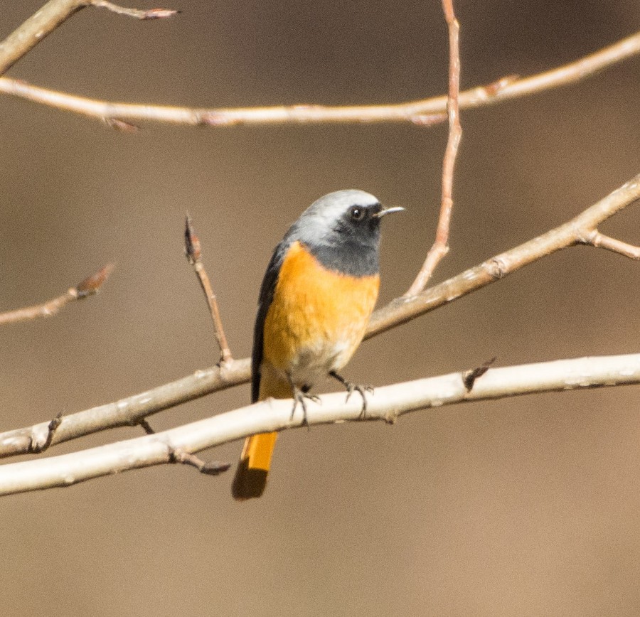 redstart sp. - eBird