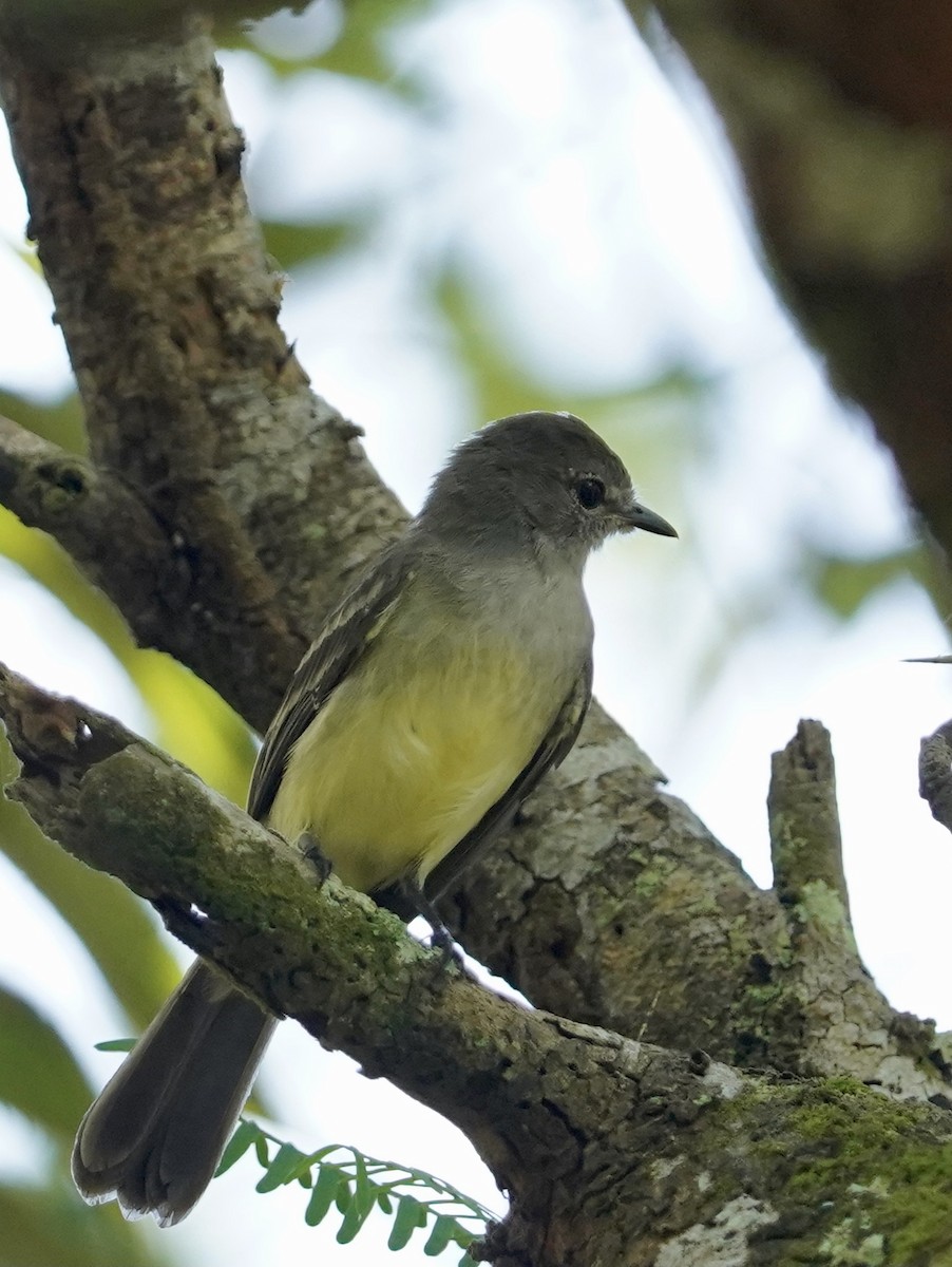 Northern Scrub-Flycatcher - Sublegatus arenarum - Media Search ...