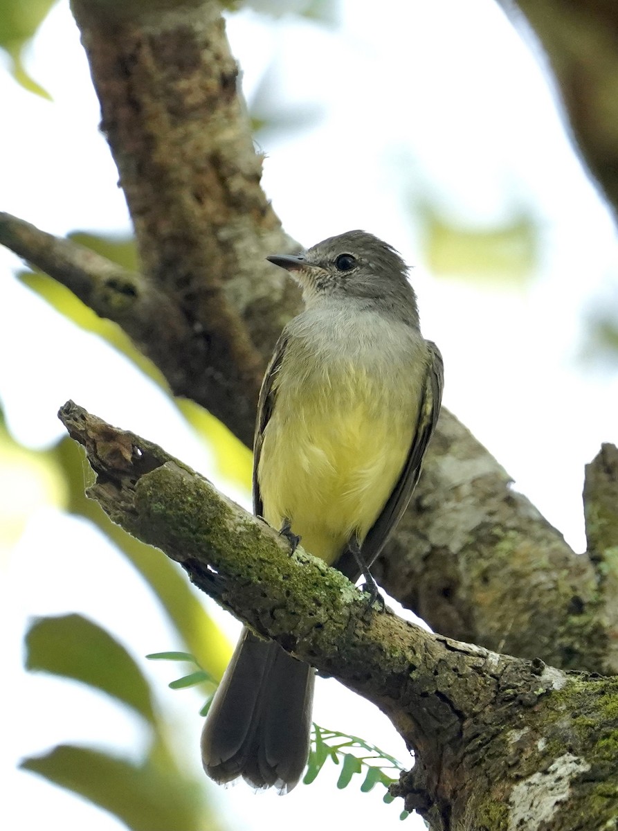 Northern Scrub-Flycatcher - Sublegatus arenarum - Media Search ...